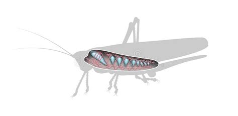 Grasshopper Respiratory System Diagram The Process Of Breathing In