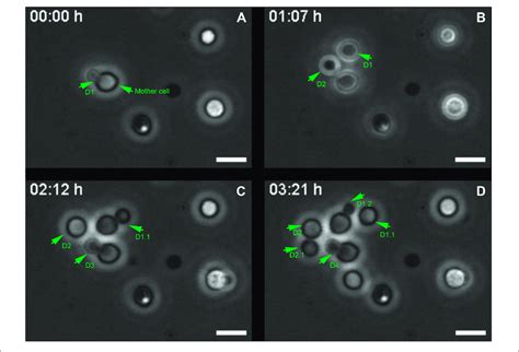 Selected Images From A Video Microscopy Movie Of Cryptococcus