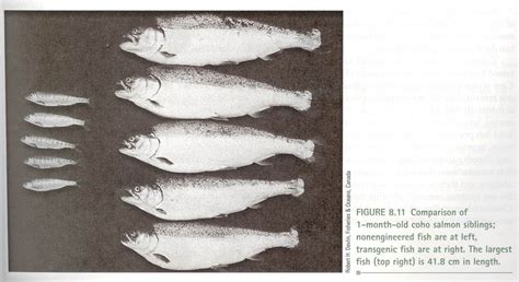 Transgenic Fish