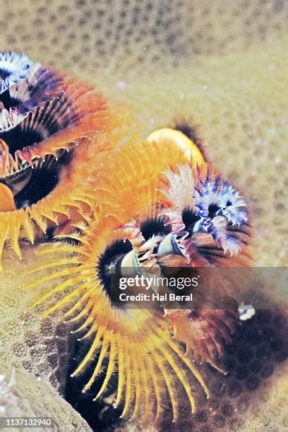 Segmented Worm Photos And Premium High Res Pictures Getty Images