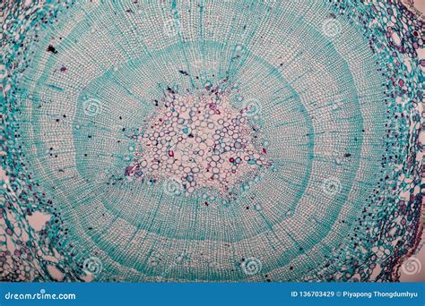 Monocot Root Cross Section Slide View Under Microscope For Botany Education Stock Photo
