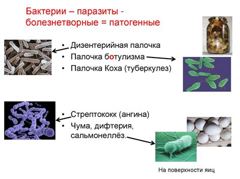 Царство бактерии - презентация онлайн