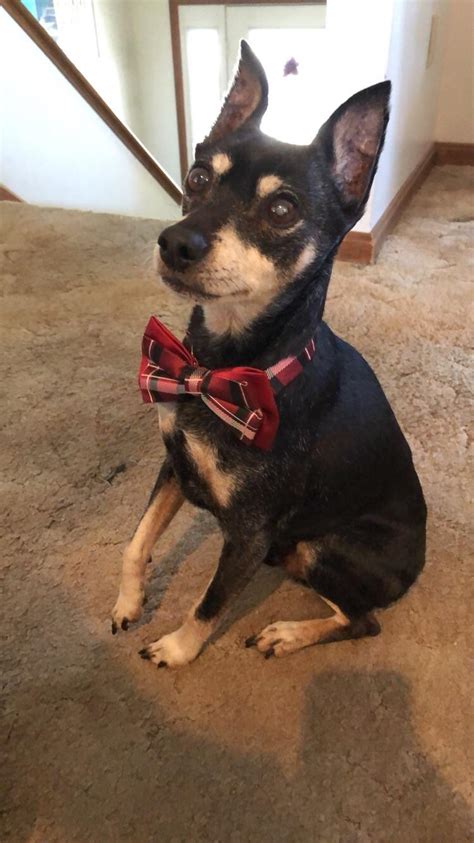 Buddy 15 Years Later Still Looking Dapper During The Holidays Aww