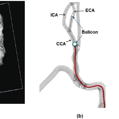 a left velocity waveform of cca from the 1d model right