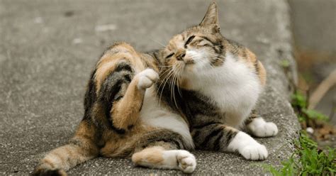 7 Signs How To Tell If Your Cat Has Fleas NJ Pest Control