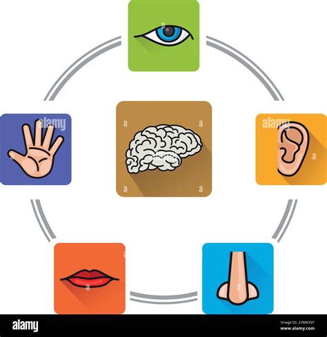 Five Senses Concept Human Perception Color Illustration Stock Vector Image And Art Alamy