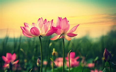 Hd Flowers Computer Wallpapers Wallpaper Cave