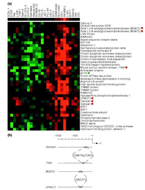 Genes Involved In The Erupr A Visualization Of The Erupr Consensus