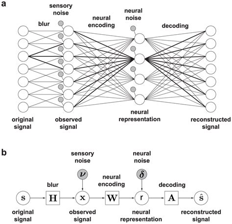 The Sensory Coding Model A Network Diagram Nodes Represent