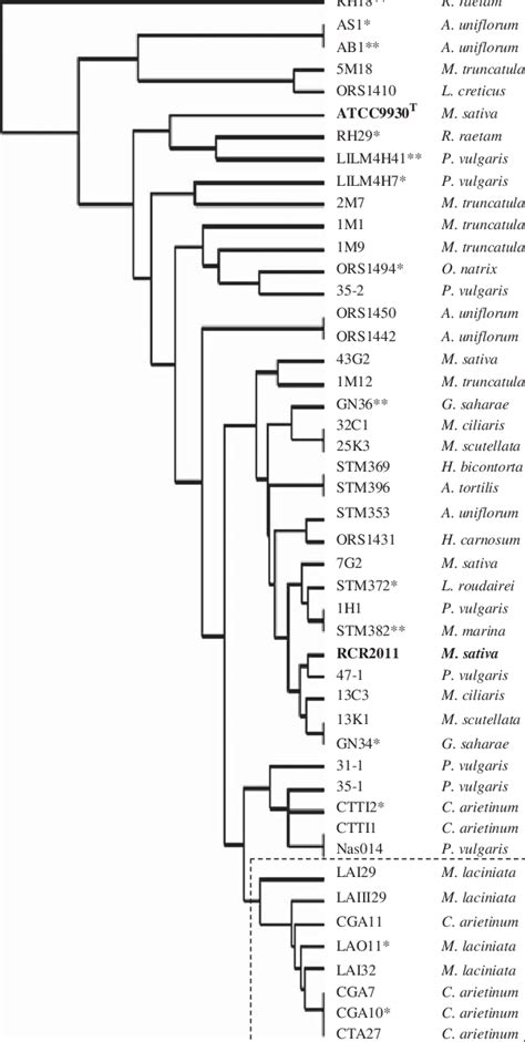 Upgma Dendrogram Based On The Binary Dice Association Coefficient Download Scientific Diagram