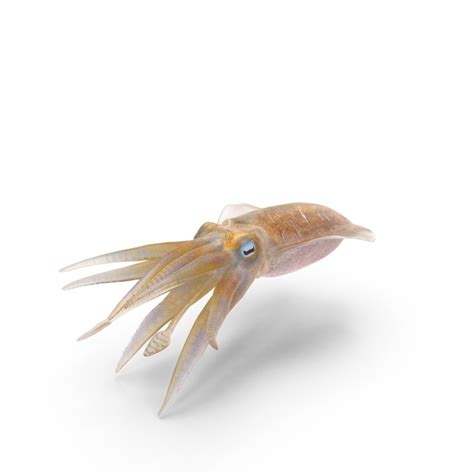 Player 222 Squid Game Rule 34 Png Images And Psds For Download Pixelsquid