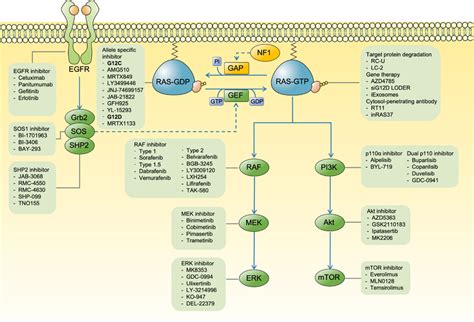 the signal transduction network of ras and corresponding inhibitors