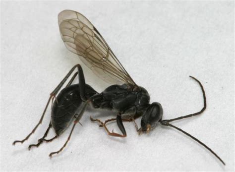 Little Black Spider Wasp The Backyard Arthropod Project