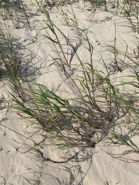 Bitter Panicgrass Search Native Plant Hub