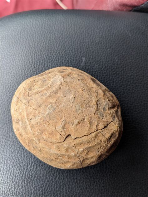 Turtle Fossil R Fossils