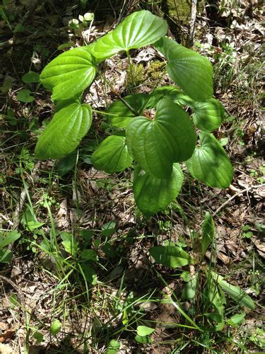 Dioscorea Quaternata · Inaturalist Ecuador