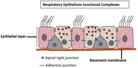 Schematic Diagram Showing Apical Junctional Complexes Found In The