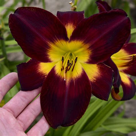 Hemerocallis ‘persian Ruby Proven 2 Wild Poppies