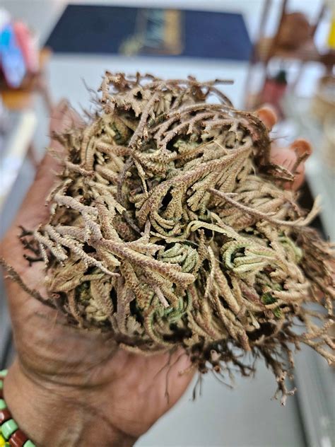 Rose Of Jericho Oja Aje Apothecary And Botanica
