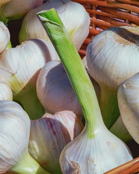 Dr Rachels Low Fodmap Garlic Substitutes What Can You Use Instead Of Garlic On Low Fodmap