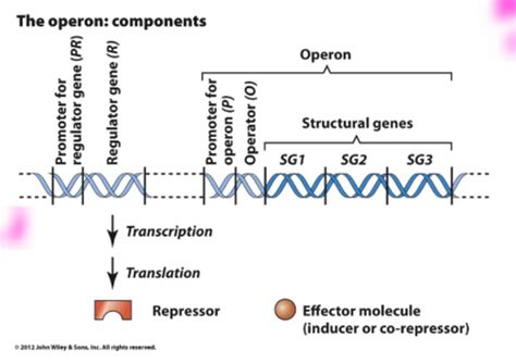 Genetics Exam 4 Chapters 13 15 17 18 Flashcards Quizlet