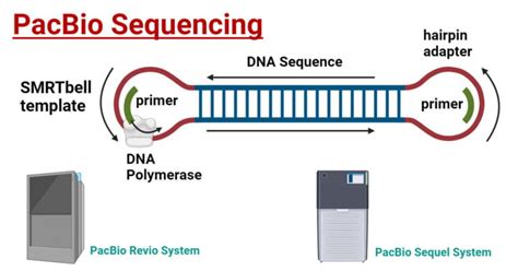 PacBio Sequencing Principle Steps Types Applications Microbiologystudy Microbiology Study