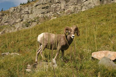73 Best Logan Pass Images On Pholder Earth Porn Hiking And Pics