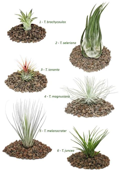 Air Plant Identification List Of Tillandsia Lower Classifications