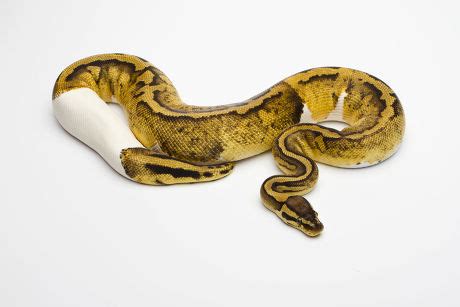Pastel Piebald Ball Python Royal Python Editorial Stock Photo Stock Image Shutterstock