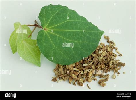 Kava Kava Leaf And Root The Kava Kava Plant Piper Methysticum Is