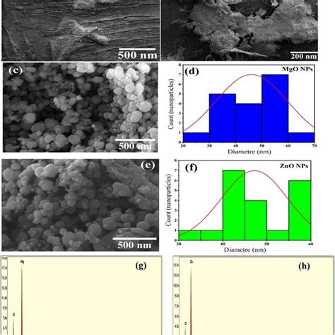 Sem Analysis Of The Synthesized Materials A B Sem Image Chitosan