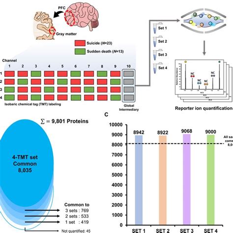 Wgcna Analysis A Optimal Cluster Sets Obtained By Dynamic Tree Cutting