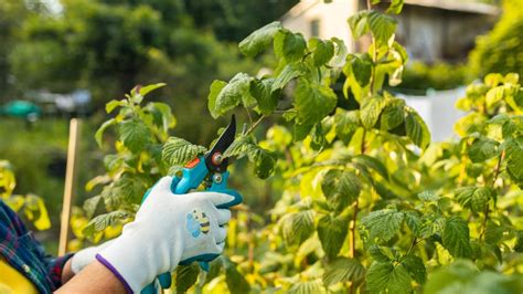 Fall Fruiting Raspberry Care Pruning And Management