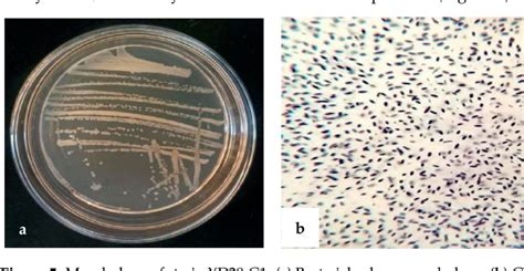 Table 1 From Screening Of Endophytic Antagonistic Bacteria In Wheat And Evaluation Of Biocontrol