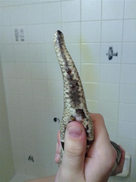 Ball Python Rescue Beforeafter Pictures