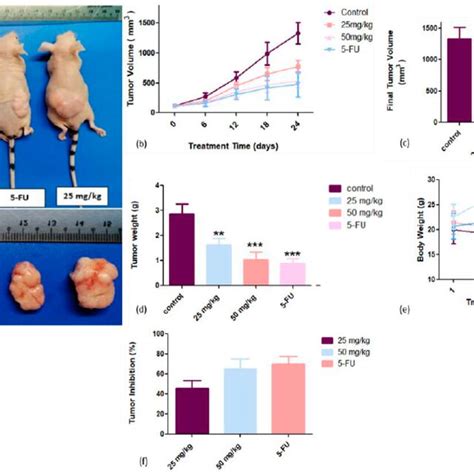Tumor Size Tumor Volume Final Tumor Volume Tumor Weight Body Download Scientific Diagram