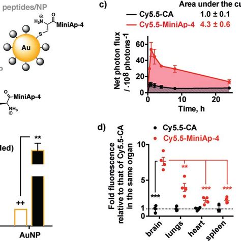 Miniap 4 As An Ew Bbb Shuttle A Protein And Np Shuttle Conjugates B Download Scientific