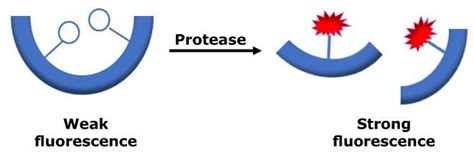 Better Protease Detection High Sensitivity Protease Detection Assay