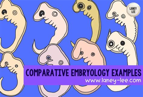 Comparative Embryology Examples Laney Lee In 2025 Middle School Science Teacher Free