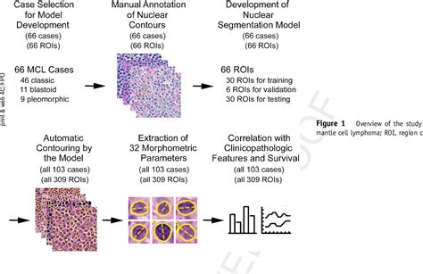 Figure 1 From Deep Learningebased Nuclear Morphometry Semantic Scholar