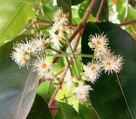 जामुन Syzygium Cumini Eugenia Jambolana Lam Known As Jambul Jambolan Jamblang Or Jamun