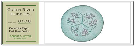 Microscope Slide Art Meyer Instruments