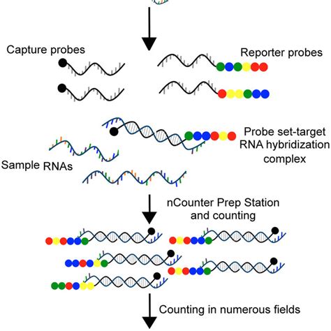 Bacterial Community Profiles Detected By Nanostring And 16s Rrna Gene Download Scientific