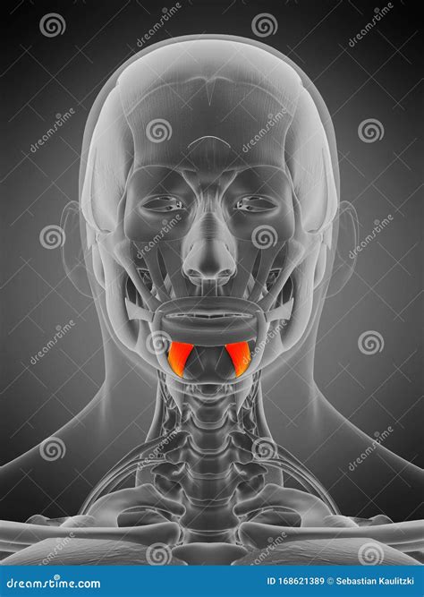 Depressor Labii Inferioris Stock Illustration Illustration Of People 168621389