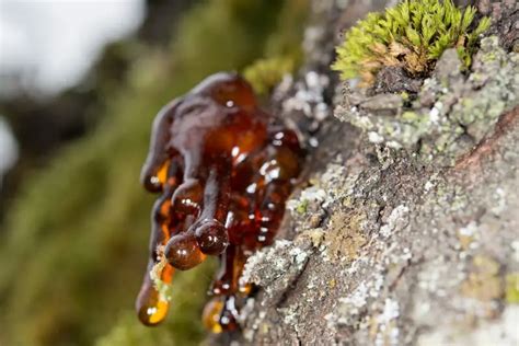 Is Tree Sap Flammable Get The Facts So You Stay Safe