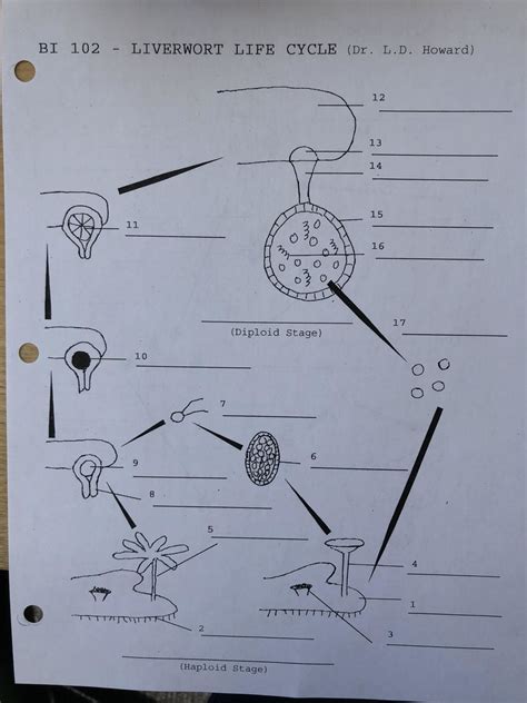 Bio 102 Exam 2 Liverwort Diagram Diagram Quizlet