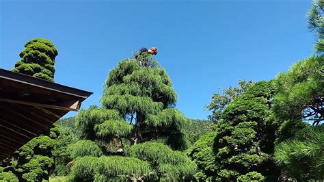Japanese Traditional Garden Technique Pruning String Cypress Youtube