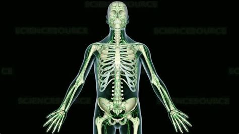 Submandibular Lymph Nodes Stock Video Science Source Images