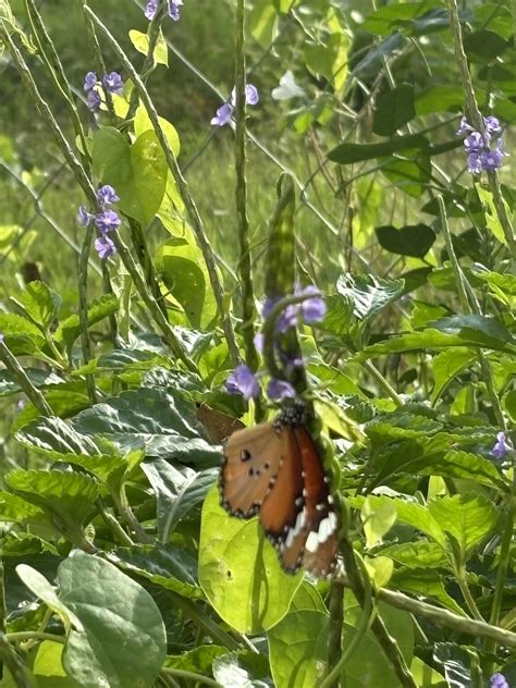 manoj chaudhari on linkedin biodiversity climateaction arewedoingenoughtosaveourplanet