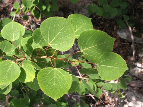 Populus Tremuloides Quaking Aspen Quaking Poplar Go Botany